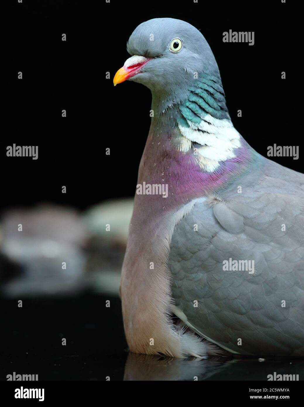 Common woodpigeon plumage hi-res stock photography and images - Alamy