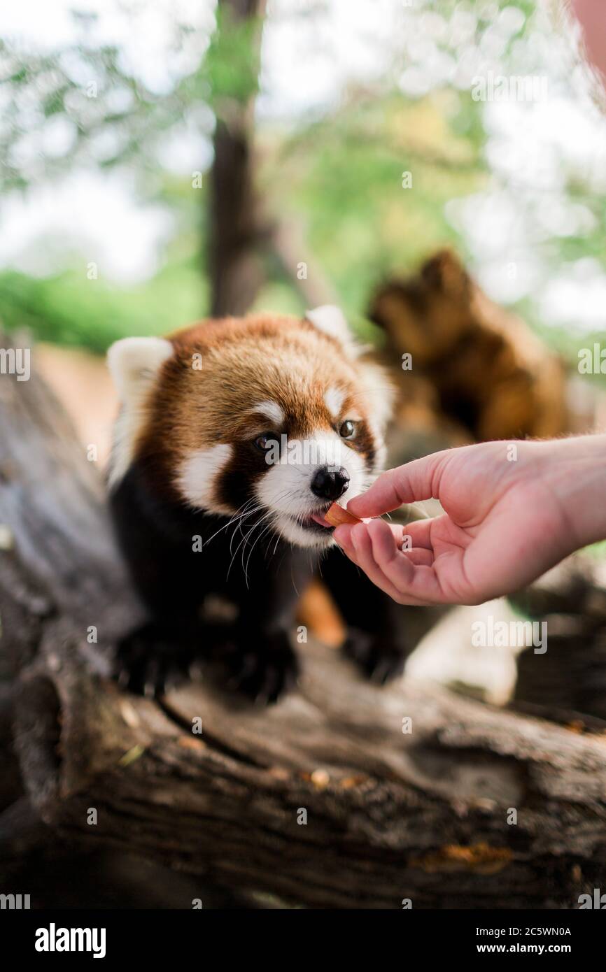 Red Panda eating out of woman's hand Stock Photo - Alamy