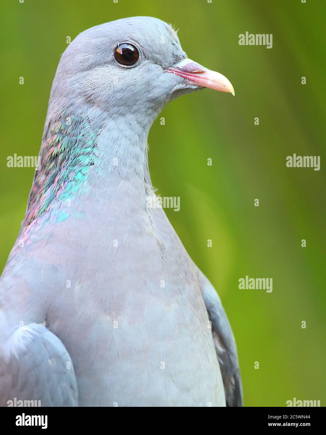 Stock dove identification hi-res stock photography and images - Alamy