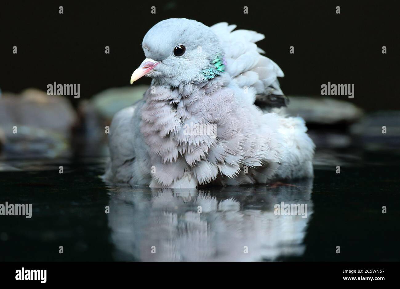 Portrait of Stock Dove (Columba oenas), bird sat in water while washing ...