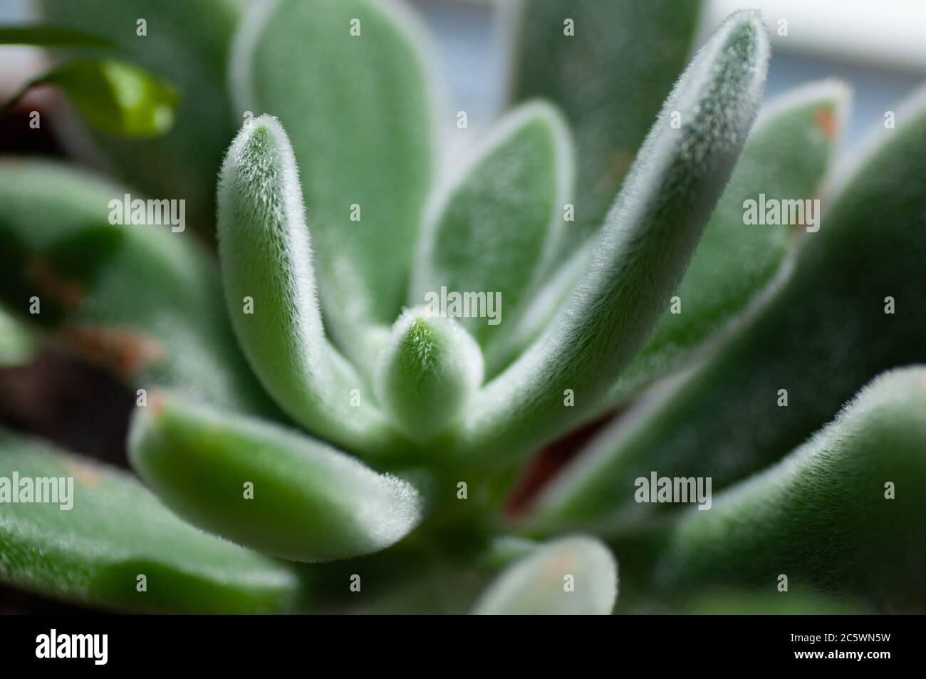 Layers of cactus hi-res stock photography and images - Alamy