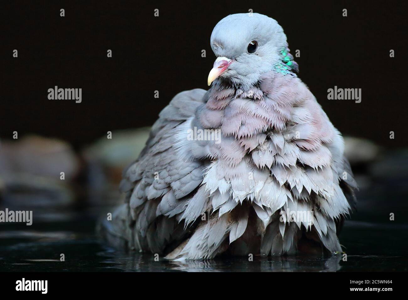 Portrait of Stock Dove (Columba oenas), bird sat in water while washing ...