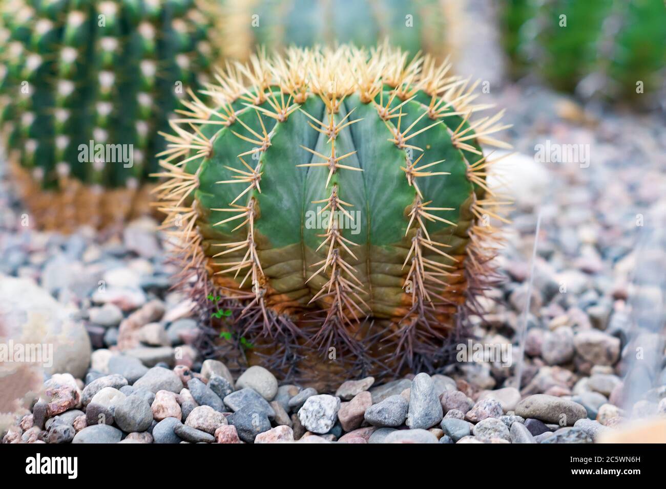 Ball shaped cactuse outdoors. Garden design Stock Photo - Alamy