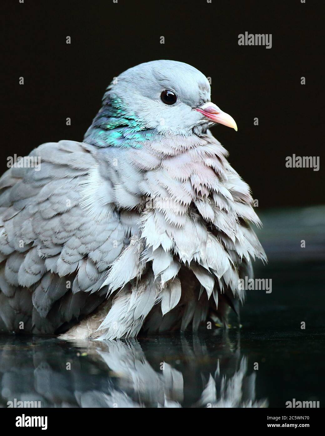 Portrait of Stock Dove (Columba oenas), bird sat in water while washing ...