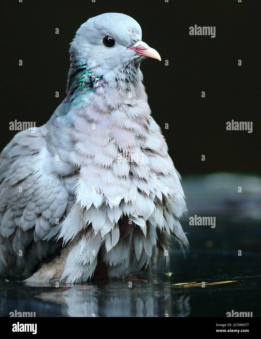 Stock dove identification hi-res stock photography and images - Alamy