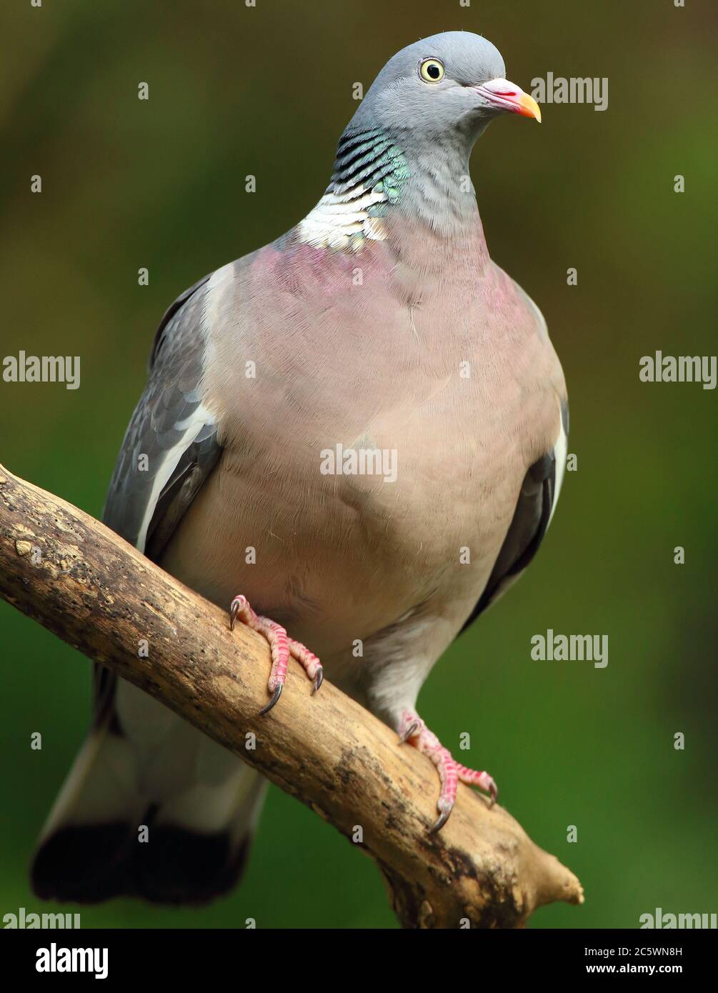 Image wood pigeon hi-res stock photography and images - Alamy