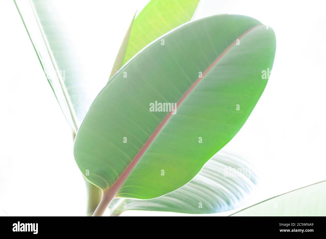 Rubber fig's big smooth green leaf of ficus elastica. Botanical ...