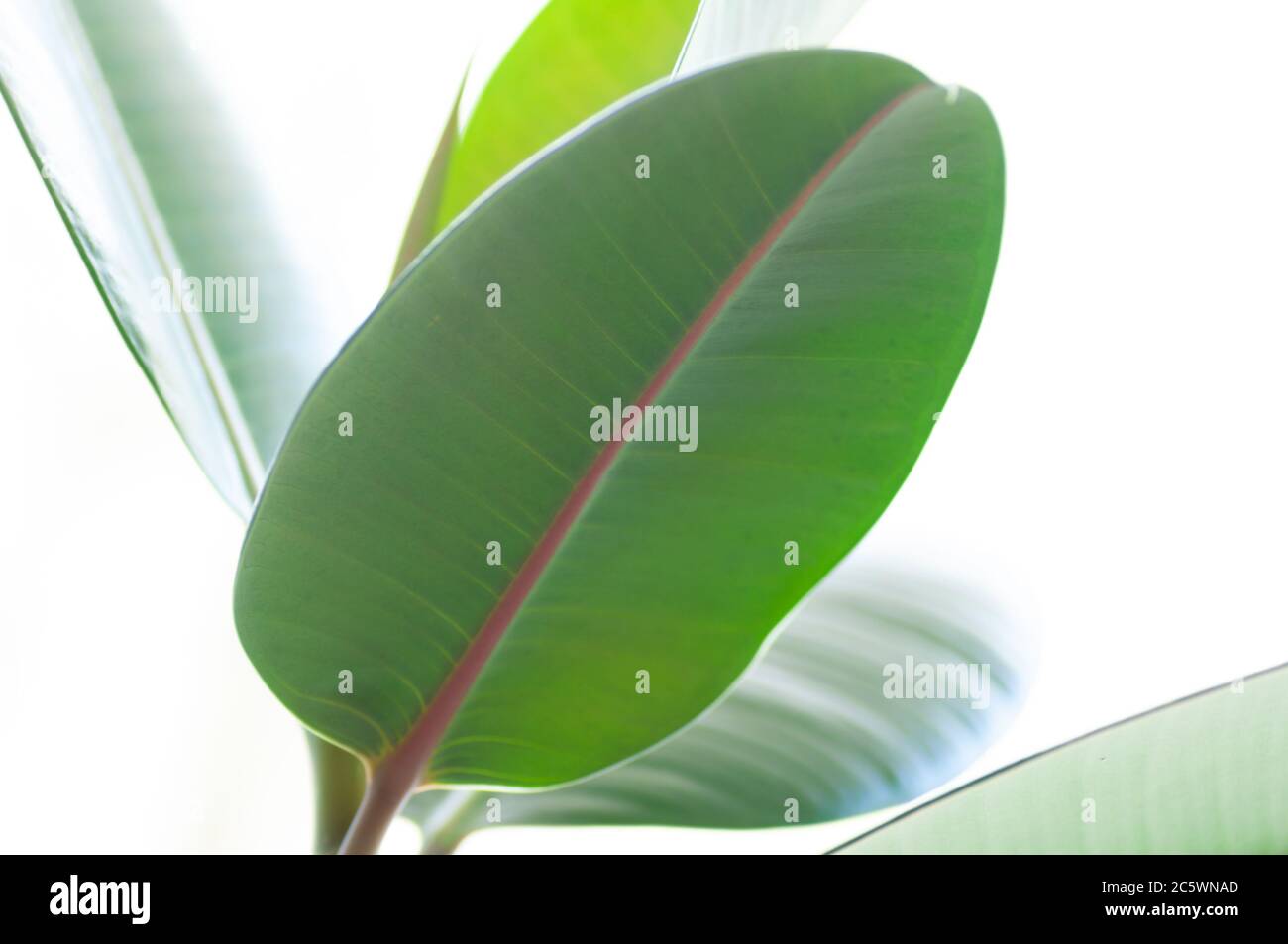 Rubber fig's big smooth green leaf of ficus elastica. Botanical ...