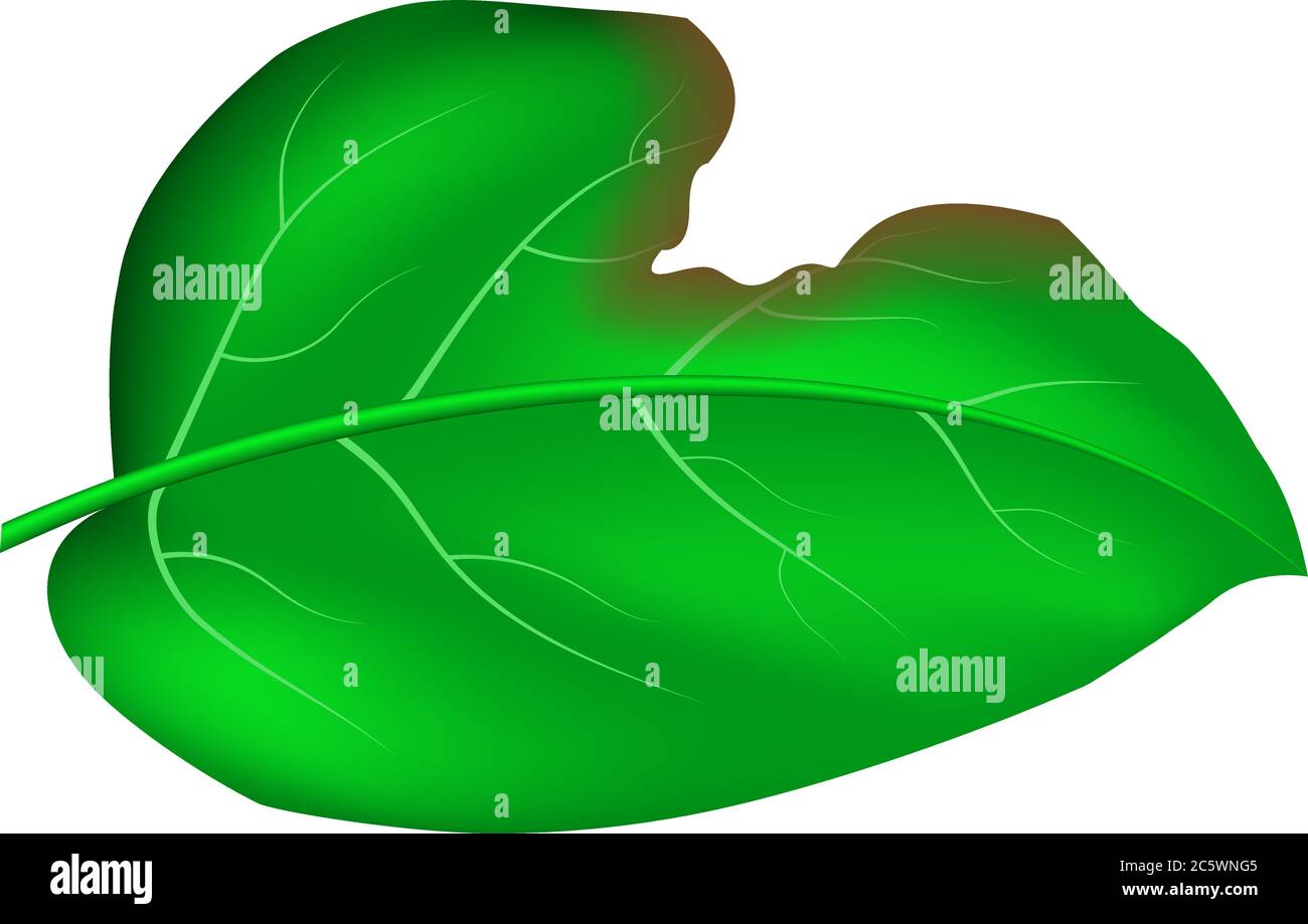 Leaf drawing vector vectors Cut Out Stock Images & Pictures - Alamy