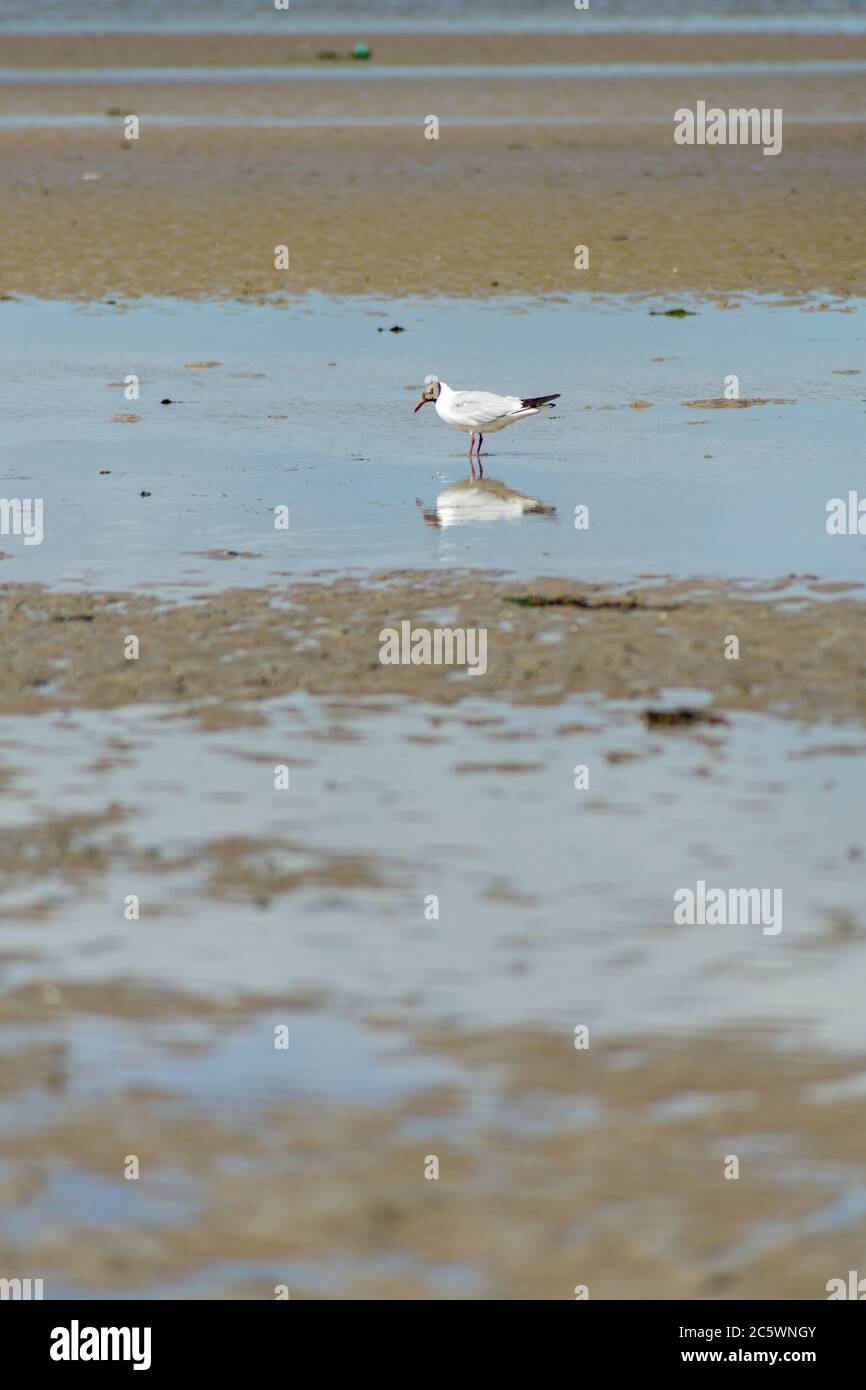 isolated seagull on beach during low tide eating some worms . bird ...