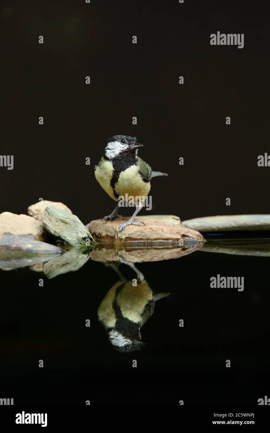 Female Great Tit (Parus major) reflection. Dark underexposed background ...