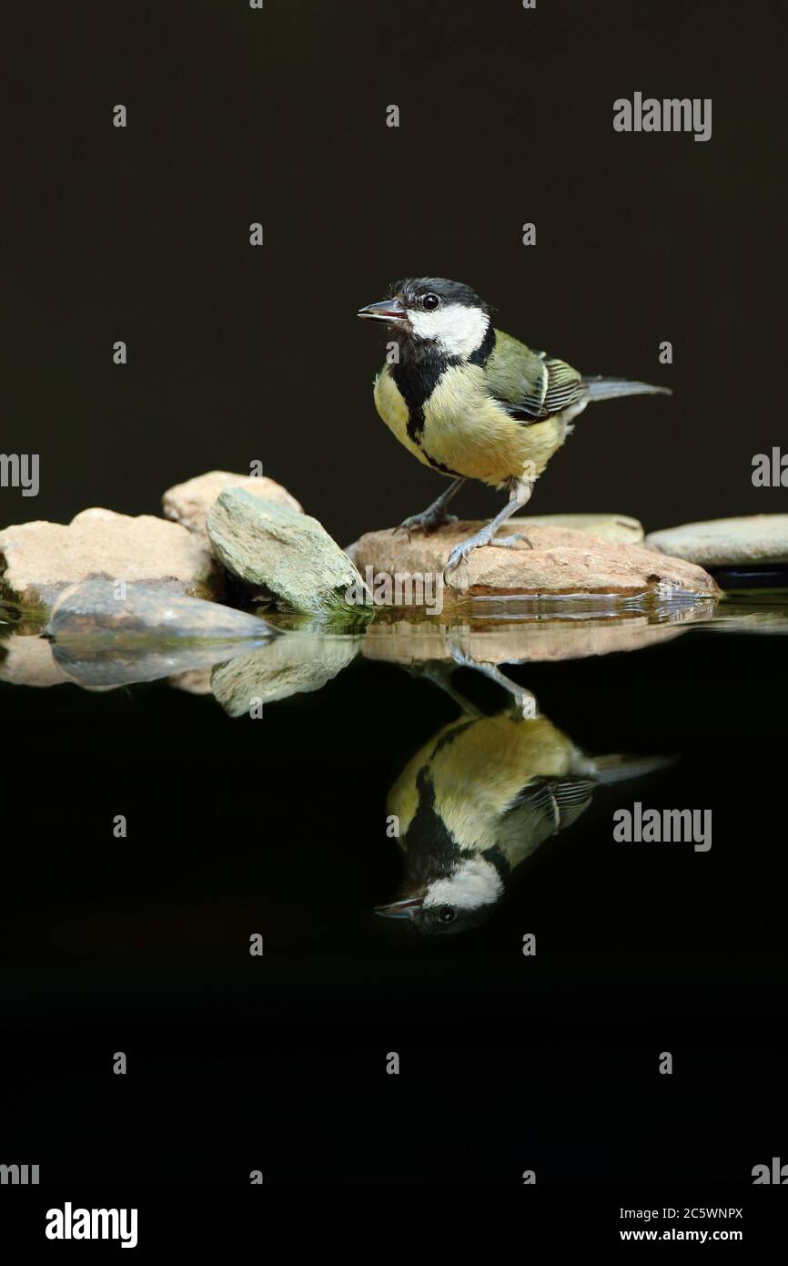 Female Great Tit (Parus major) reflection. Dark underexposed background ...