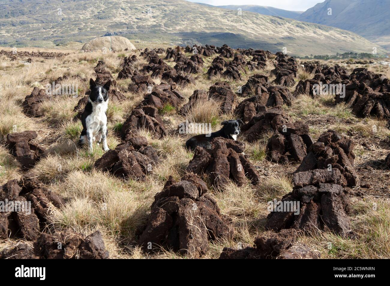 Turf cultivation hi-res stock photography and images - Alamy
