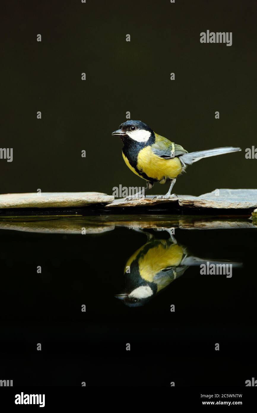Male Great Tit (Parus major), reflection. Dark underexposed background ...