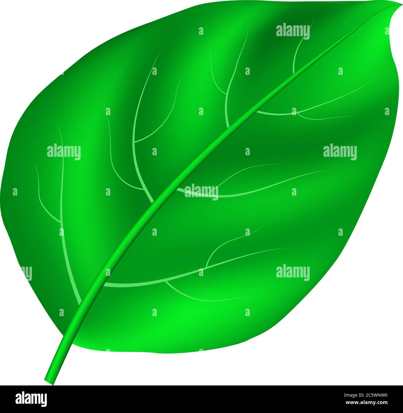 Realistic leaves Stock Vector Images - Alamy