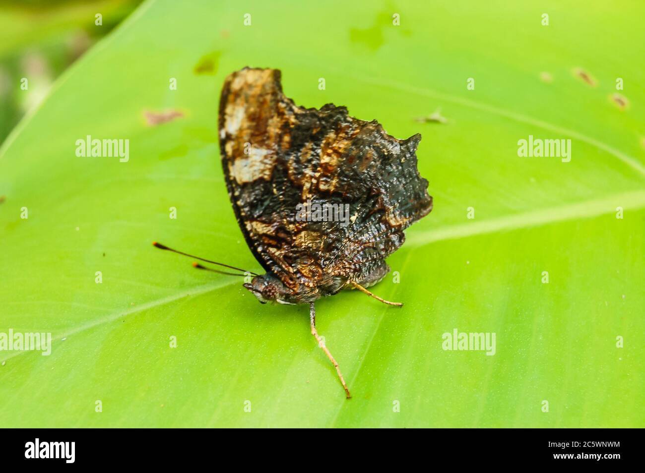 Big Tropical Butterfly in the Green Wilderness Stock Photo - Alamy