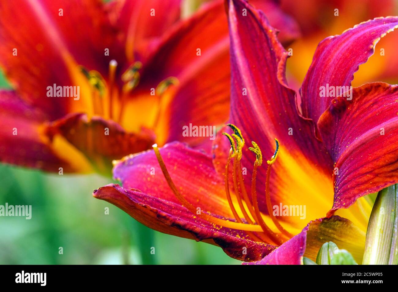 Anzac flower hi-res stock photography and images - Alamy
