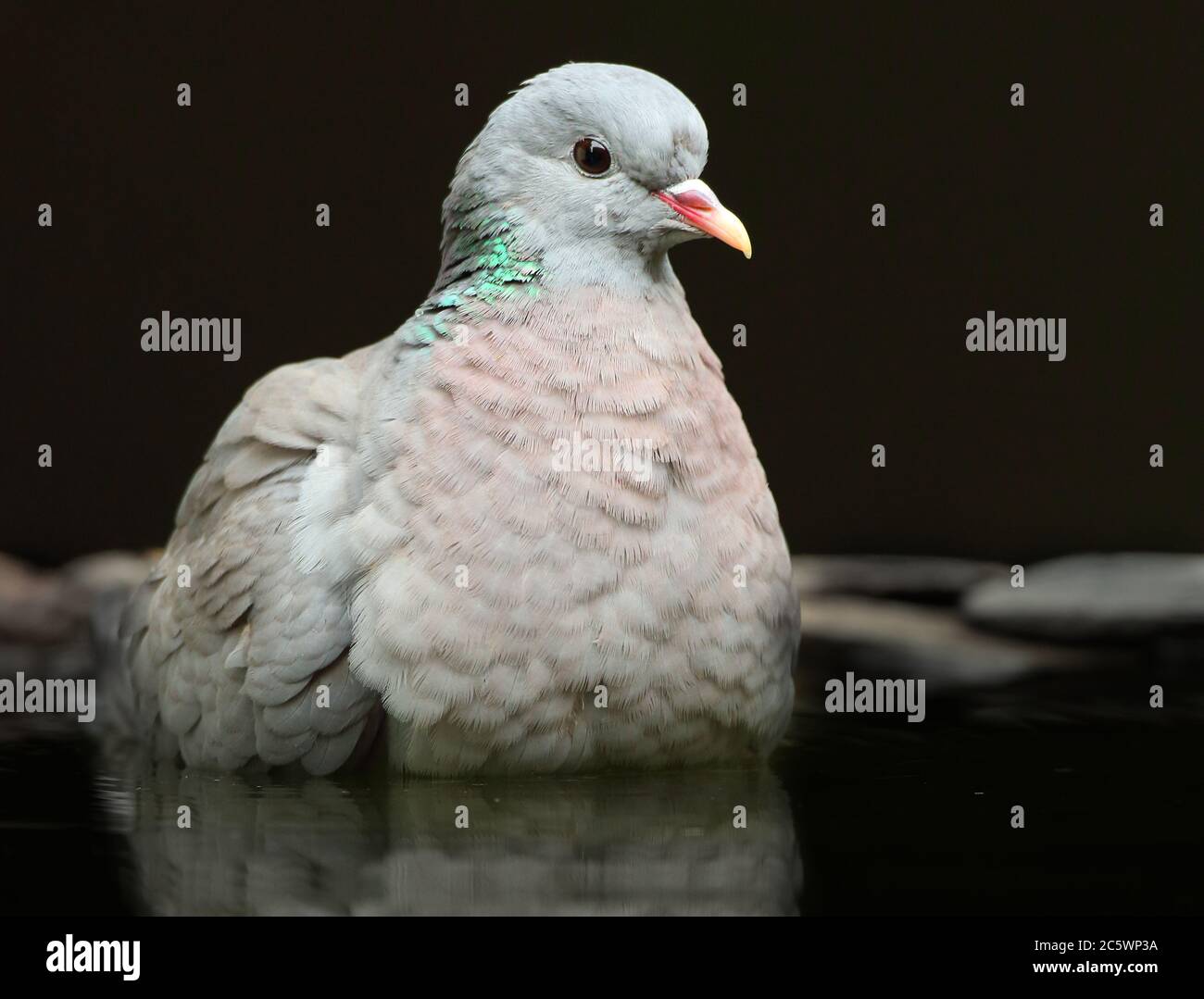 Portrait of Stock Dove (Columba oenas), bird sat in water while washing ...