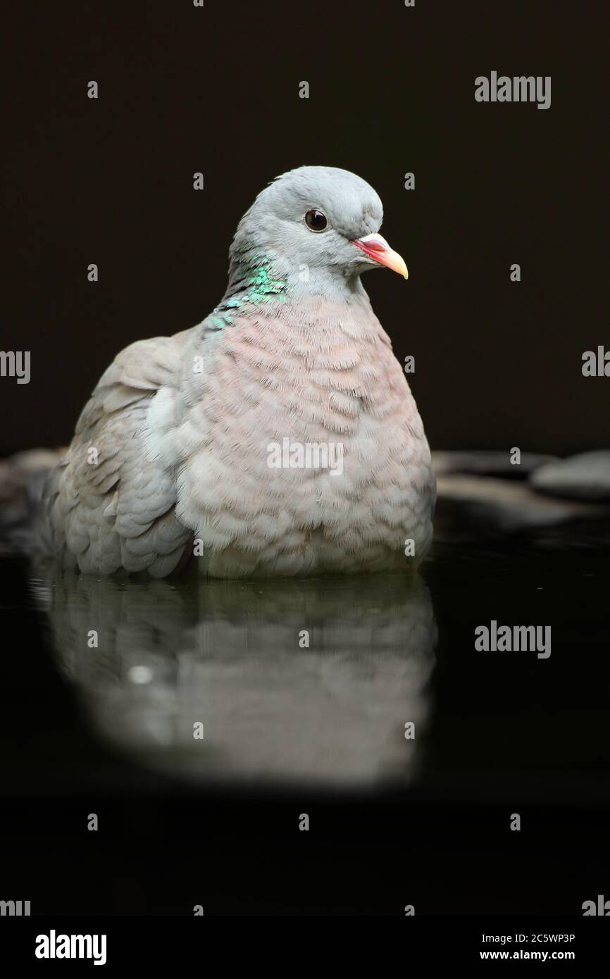 Water stock hi-res stock photography and images - Alamy