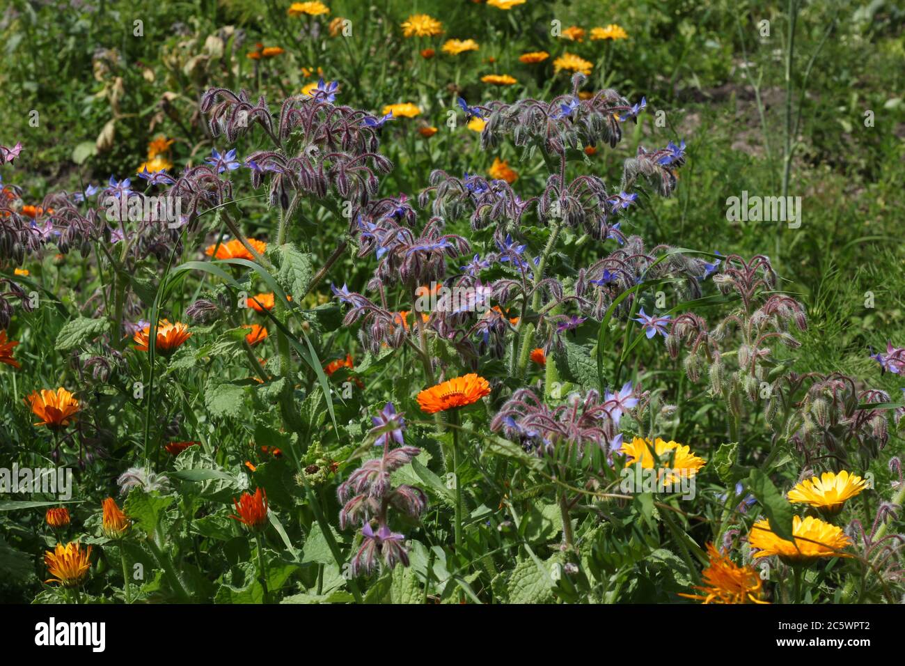 Colorful meadow, flowers in the green Stock Photo - Alamy