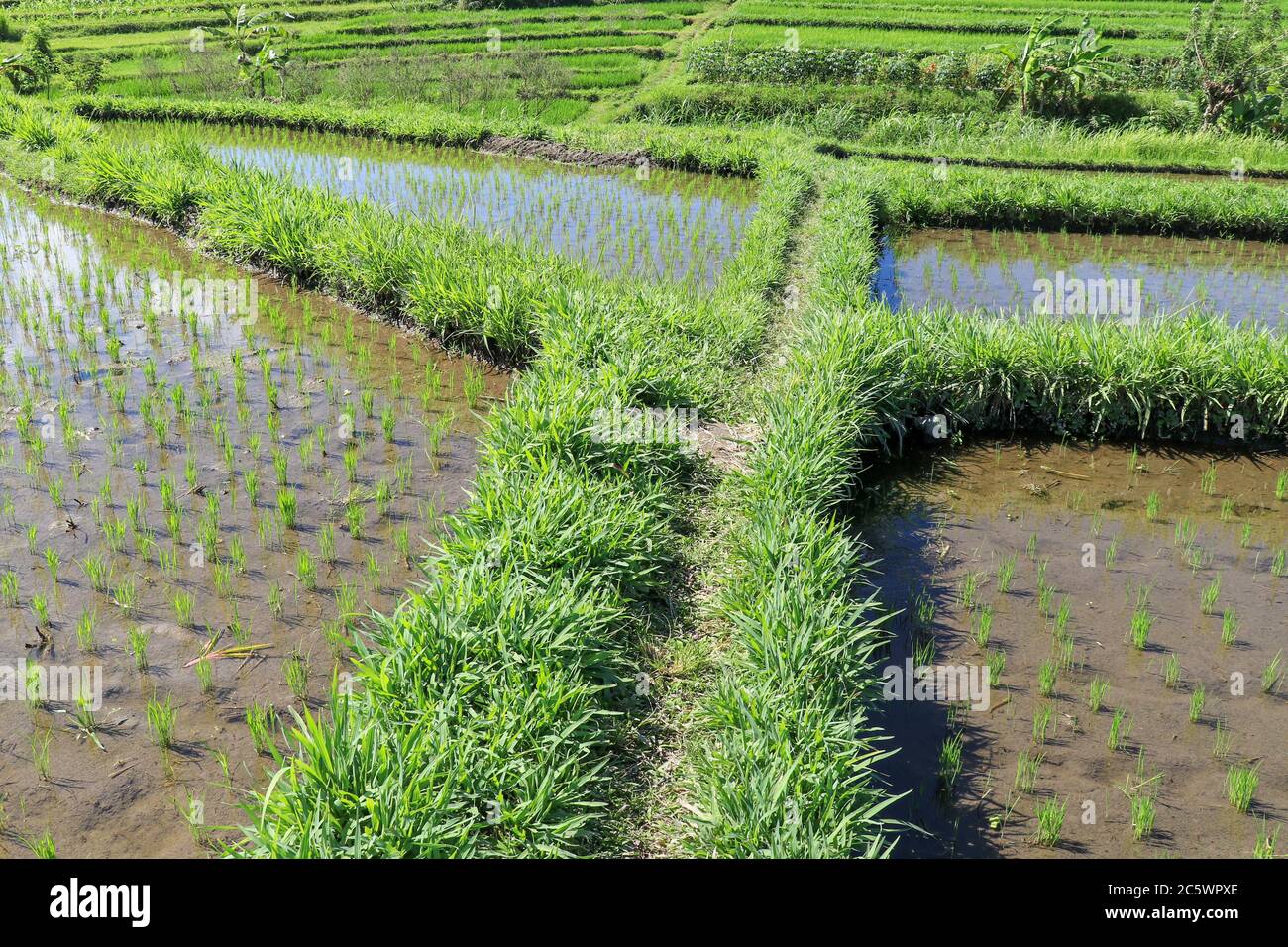 young rice are growing in the paddy field. Rice field Stock Photo - Alamy