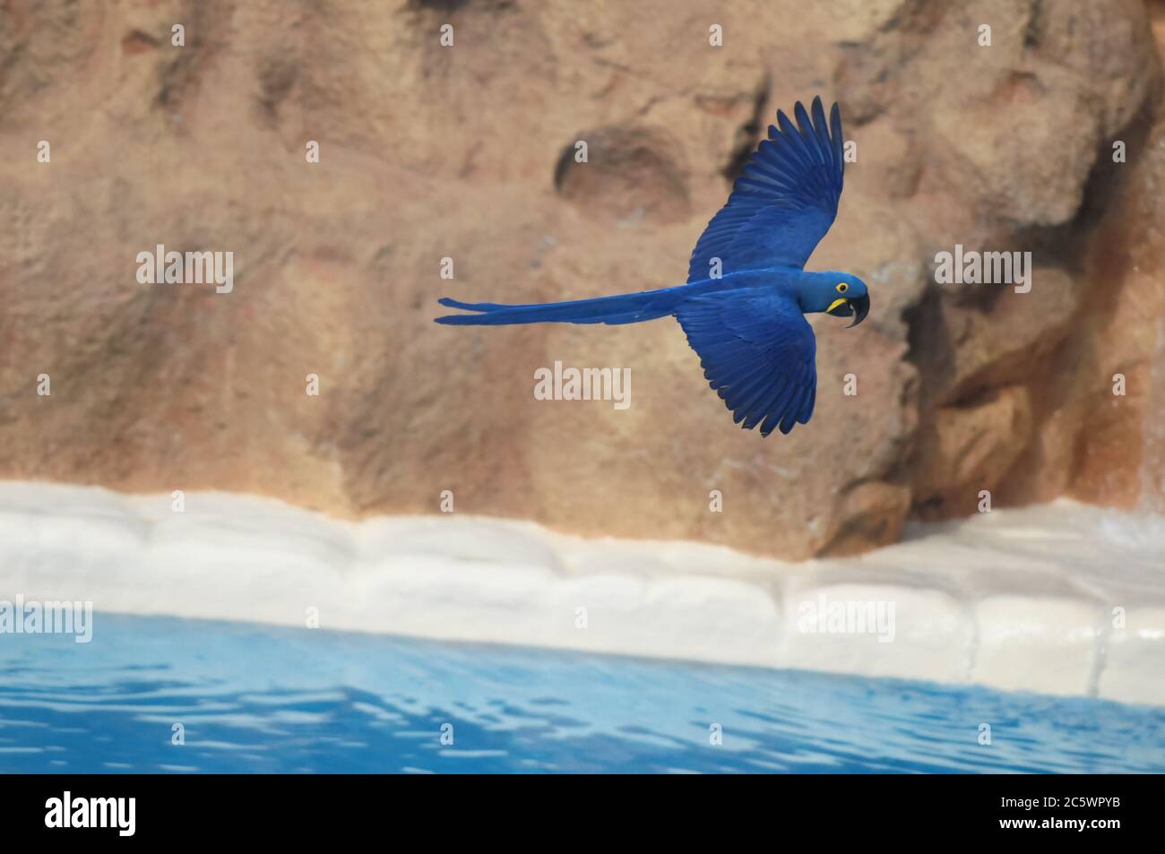 Blue Colored Tropical Parrot Bird in Flight Stock Photo - Alamy