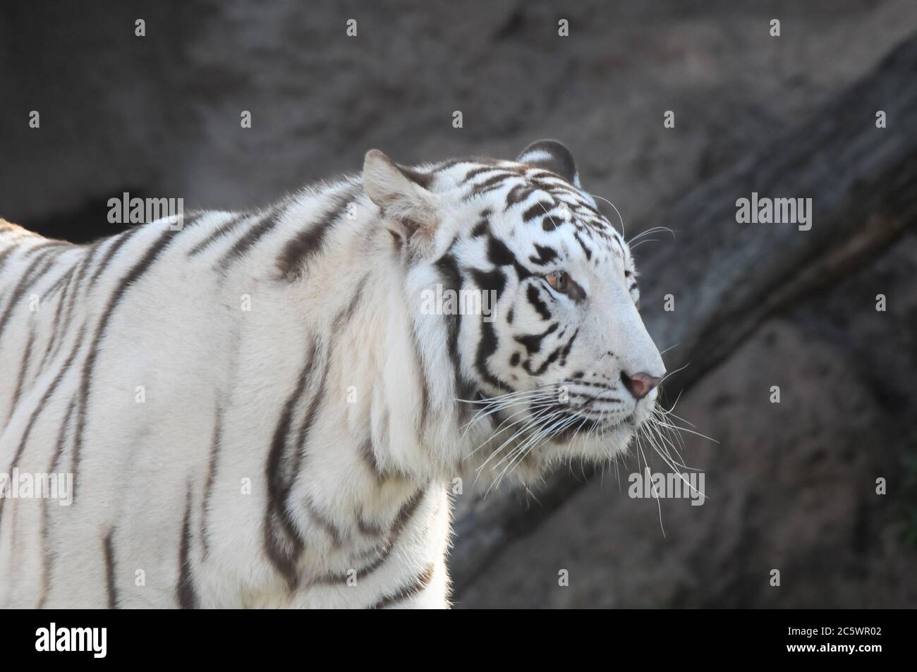 Rare Black and White Striped Adult Tiger Stock Photo - Alamy