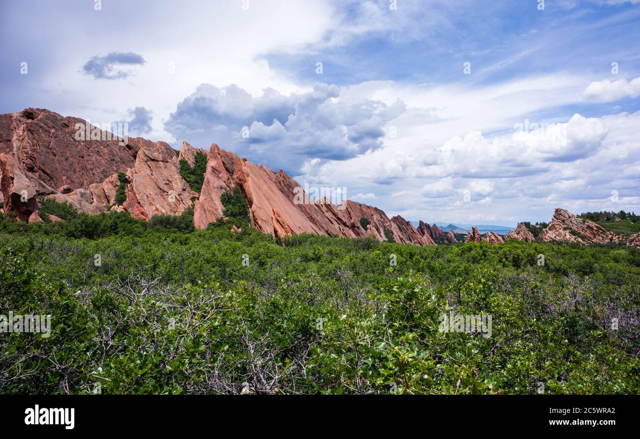 Tall green plants hi-res stock photography and images - Alamy