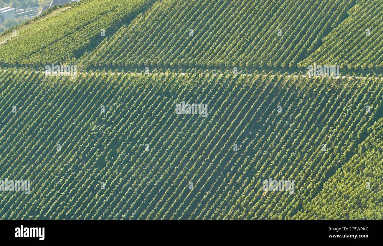 Vines on the hillside hi-res stock photography and images - Alamy