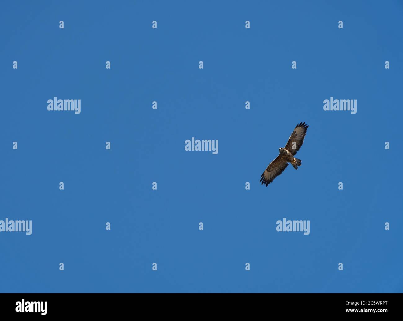 Common Buzzard flying in the air Stock Photo - Alamy