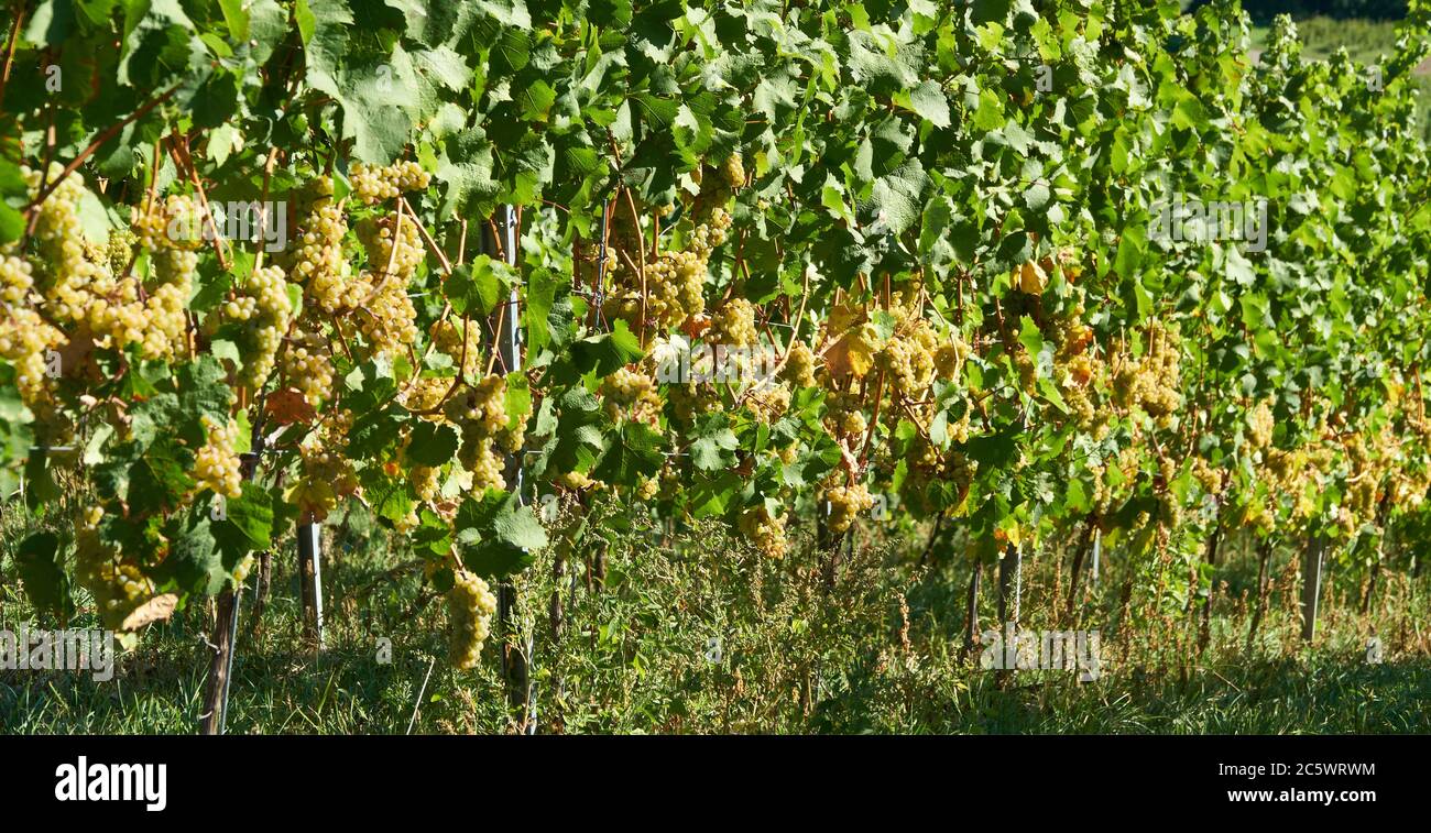 Row of grapes hi-res stock photography and images - Alamy