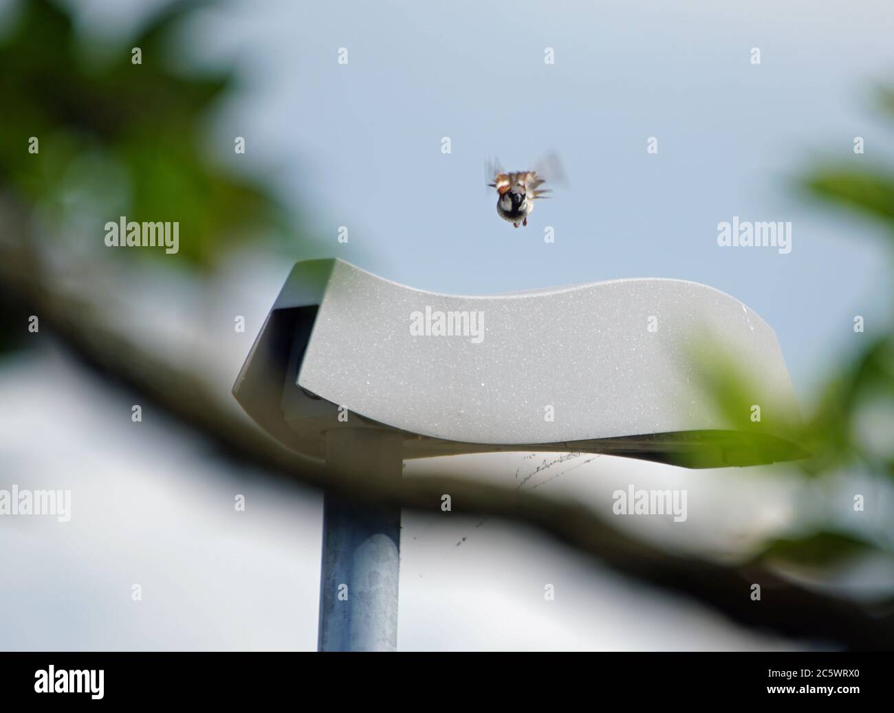 Sparrow flying from a lamp post Stock Photo - Alamy