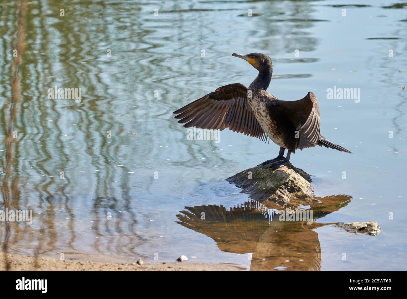 Young cormorant standing in a river with reflection Stock Photo - Alamy