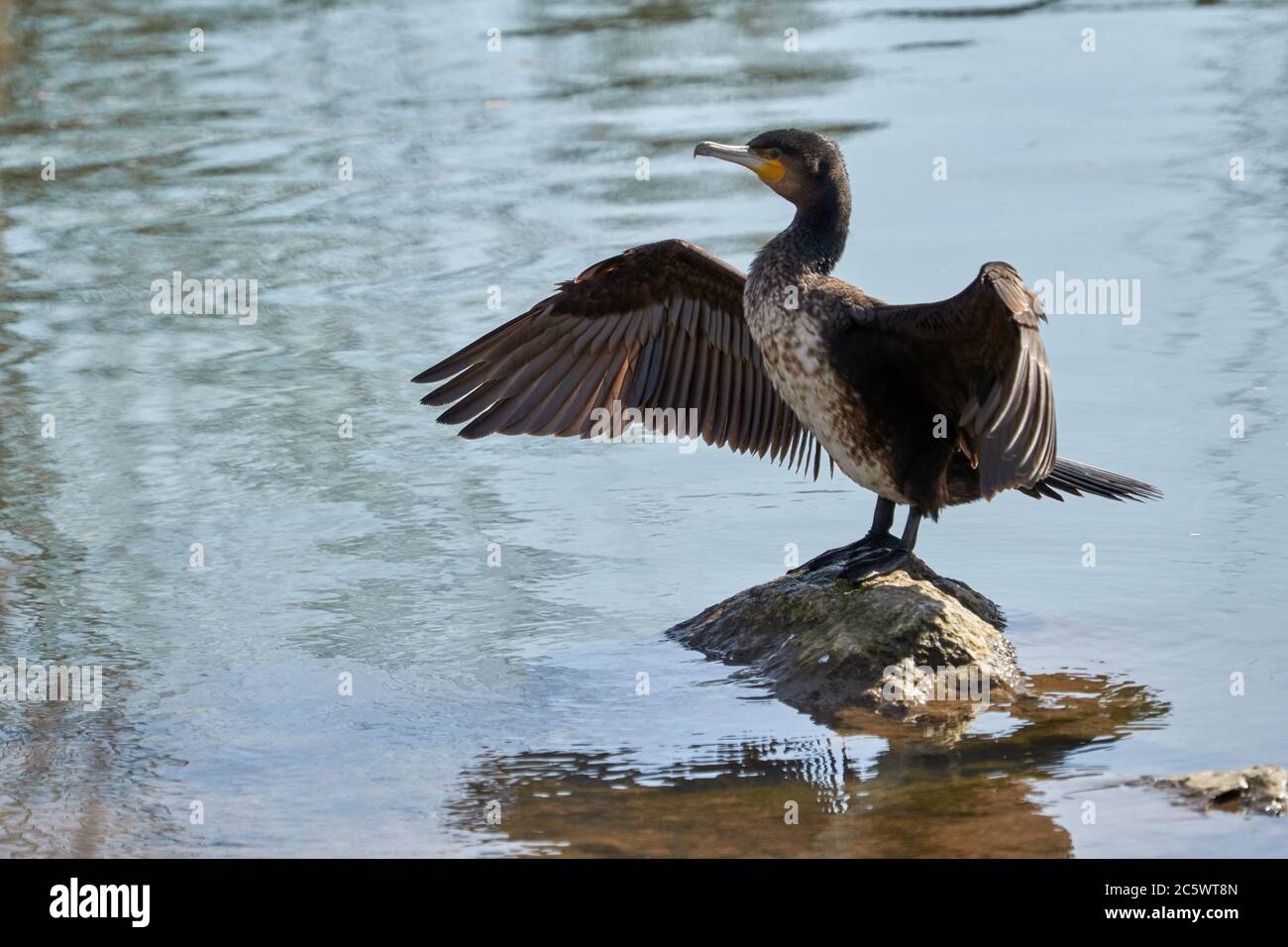 Young cormorant hi-res stock photography and images - Alamy