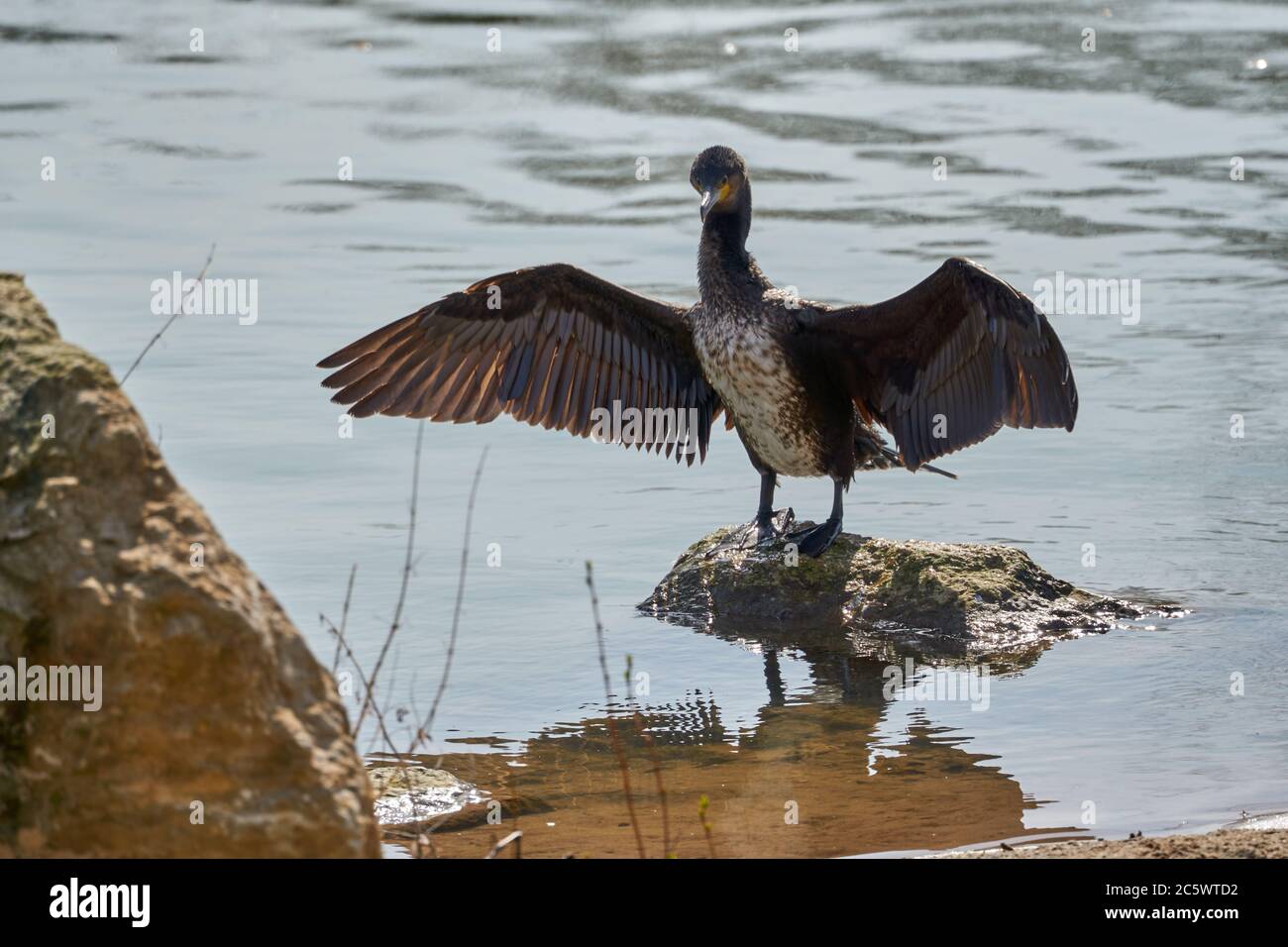 Young cormorant hi-res stock photography and images - Alamy