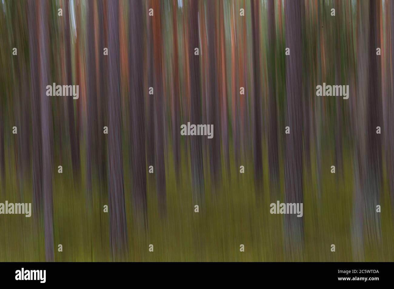 Camera panning forest hi-res stock photography and images - Alamy