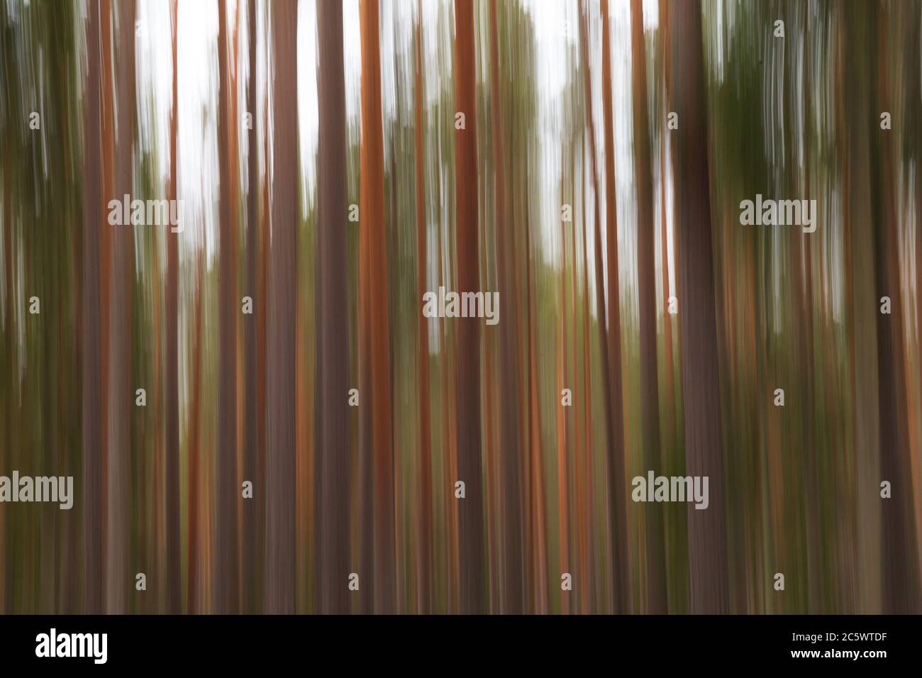 Pine forest abstract, intentional camera vertical panning. Motion blur ...