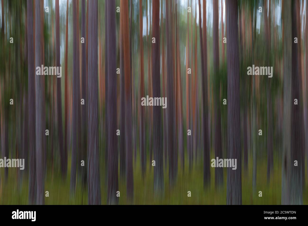 Pine forest abstract, intentional camera vertical panning. Motion blur ...