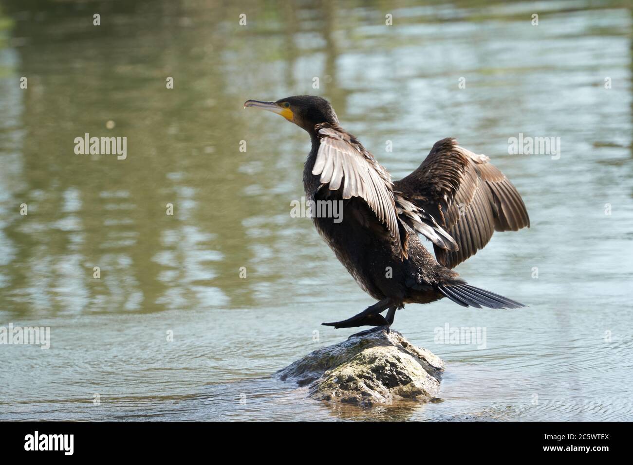 Standing on one foot hi-res stock photography and images - Alamy
