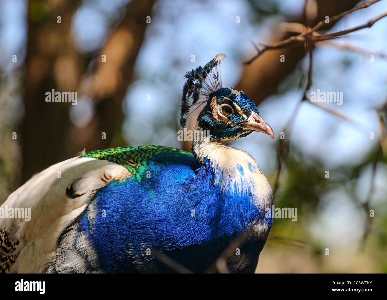 Interesting, partly white, colour mutation of a peacock Stock Photo - Alamy
