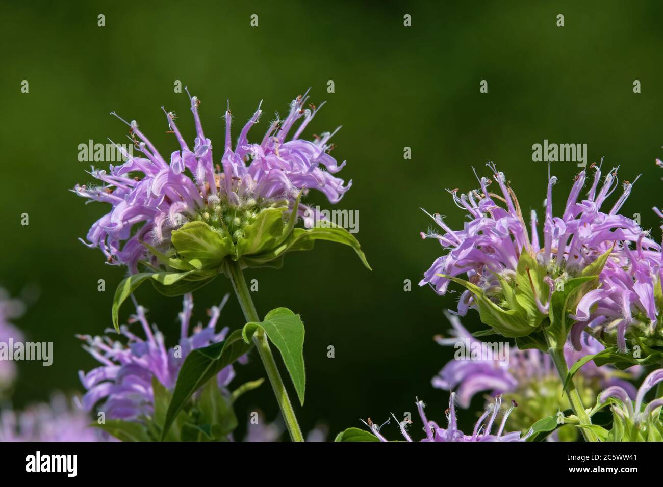 Bee balm in the garden. Known as Monarda it is a genus of flowering ...