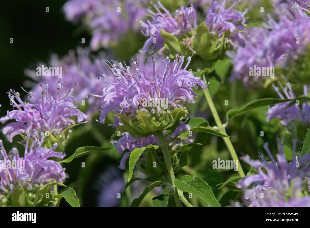 Bee balm in the garden. Known as Monarda it is a genus of flowering ...