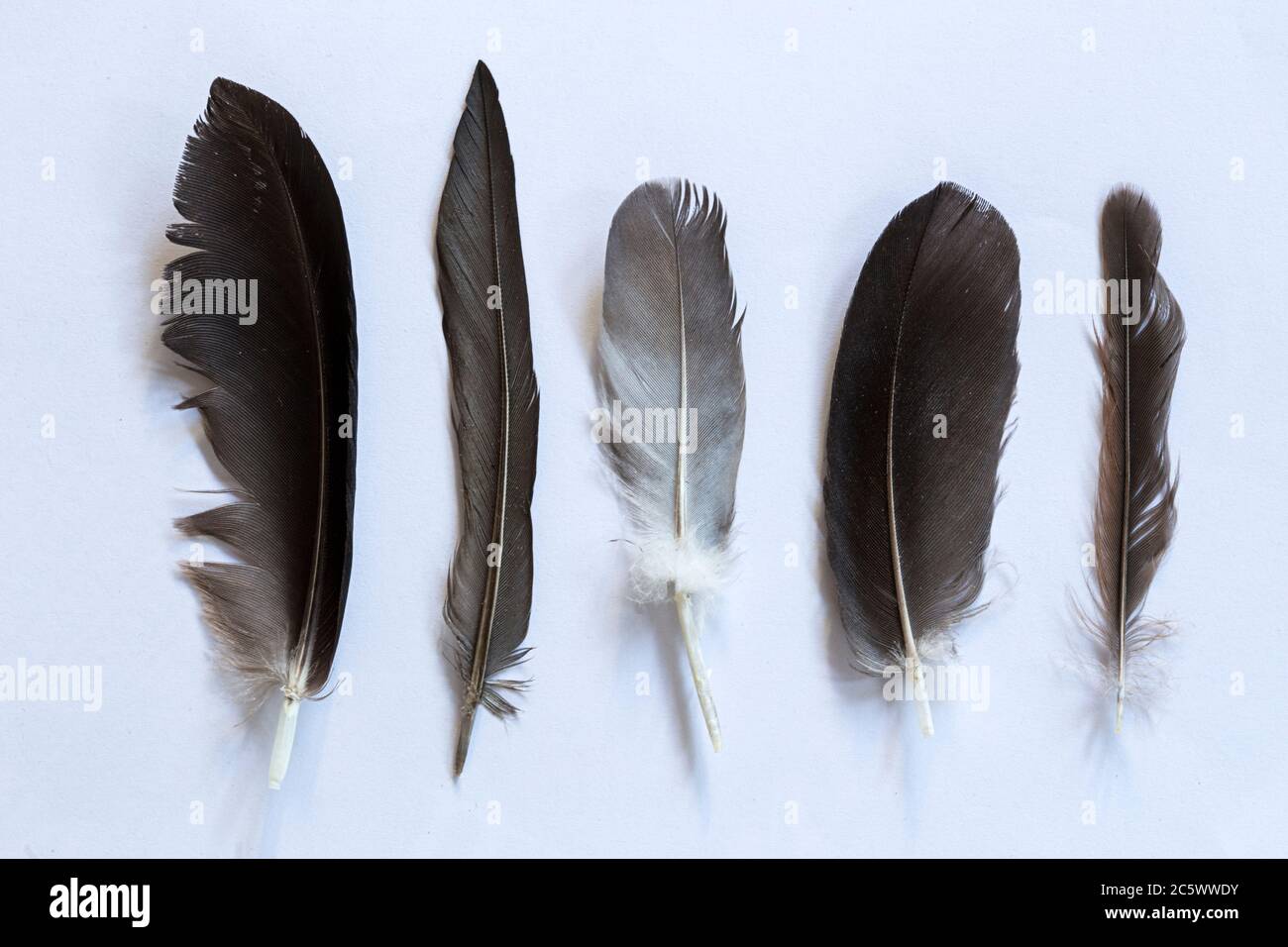 Various feathers on white background Stock Photo - Alamy