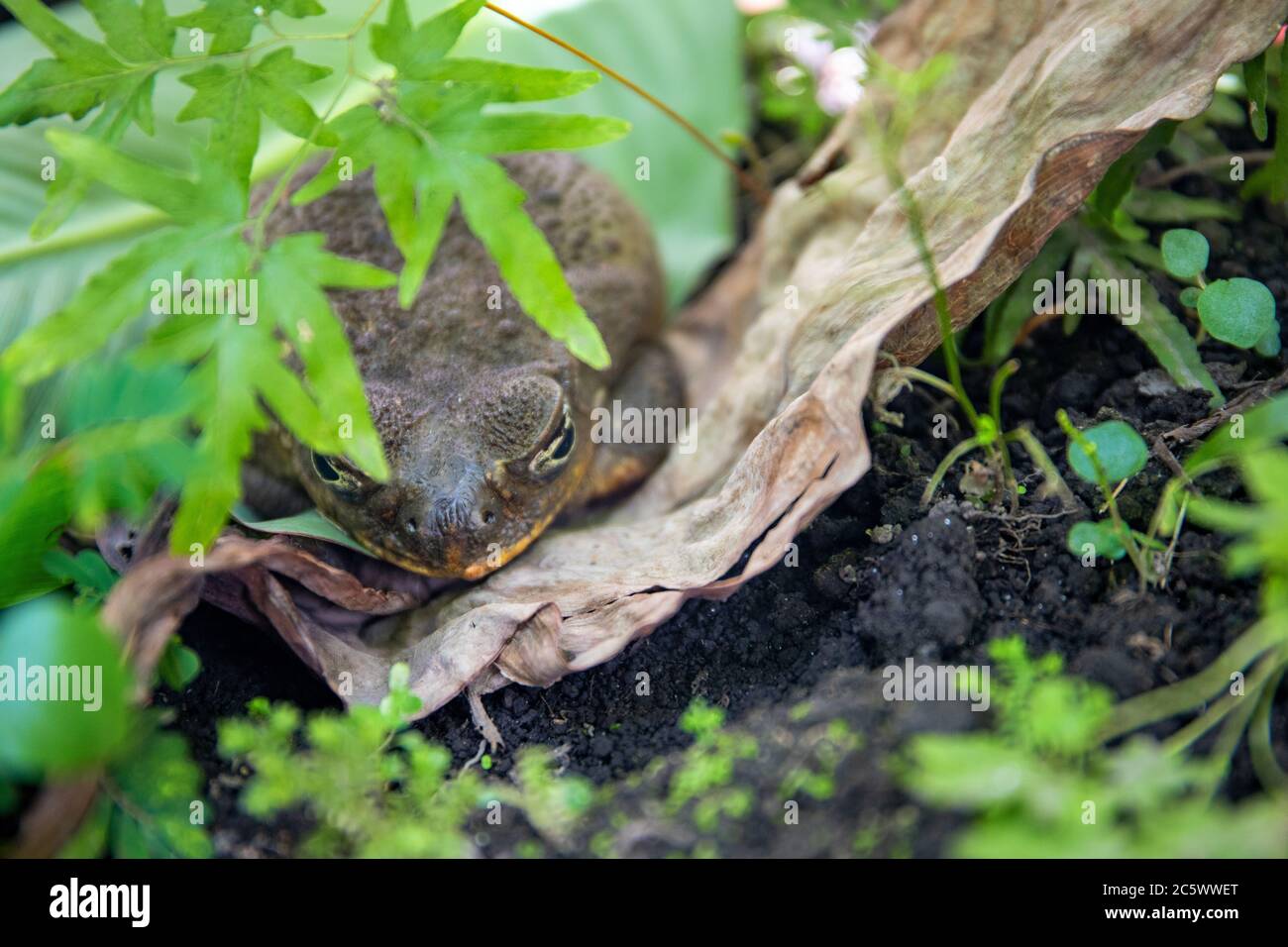 Tropical frog hides in green plants. Mimicry skill of tropical toad ...
