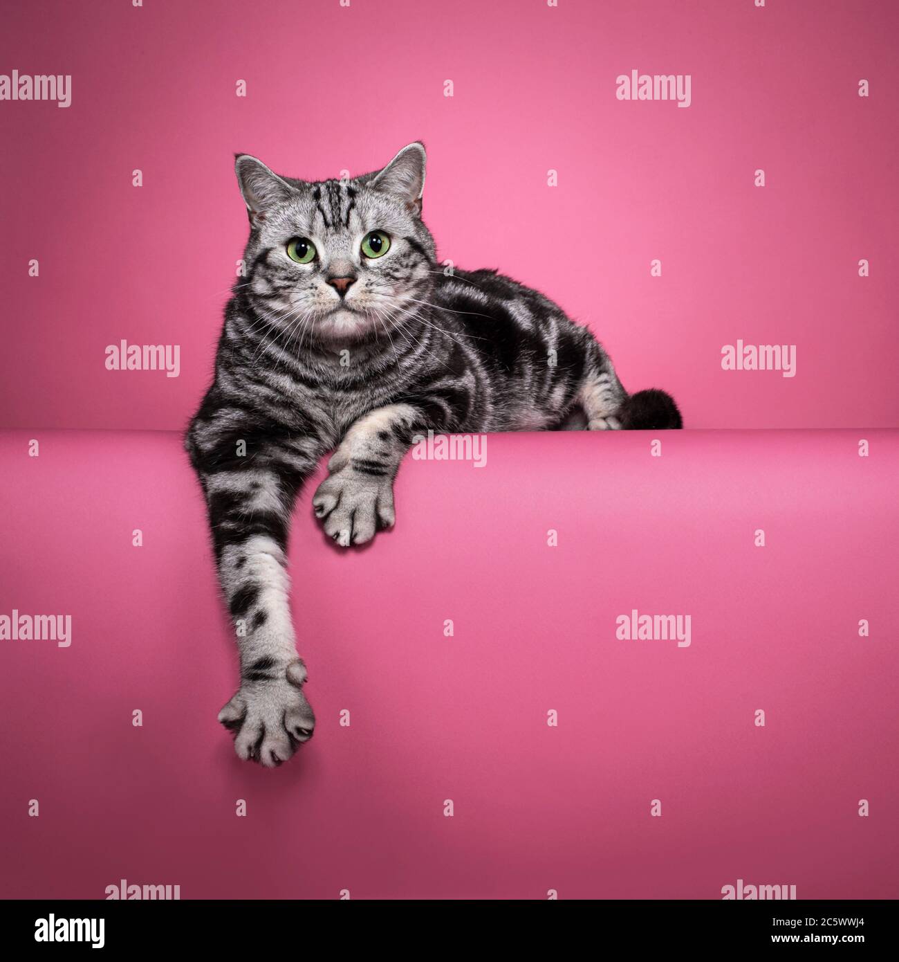 Paws hanging over edge hi-res stock photography and images - Alamy