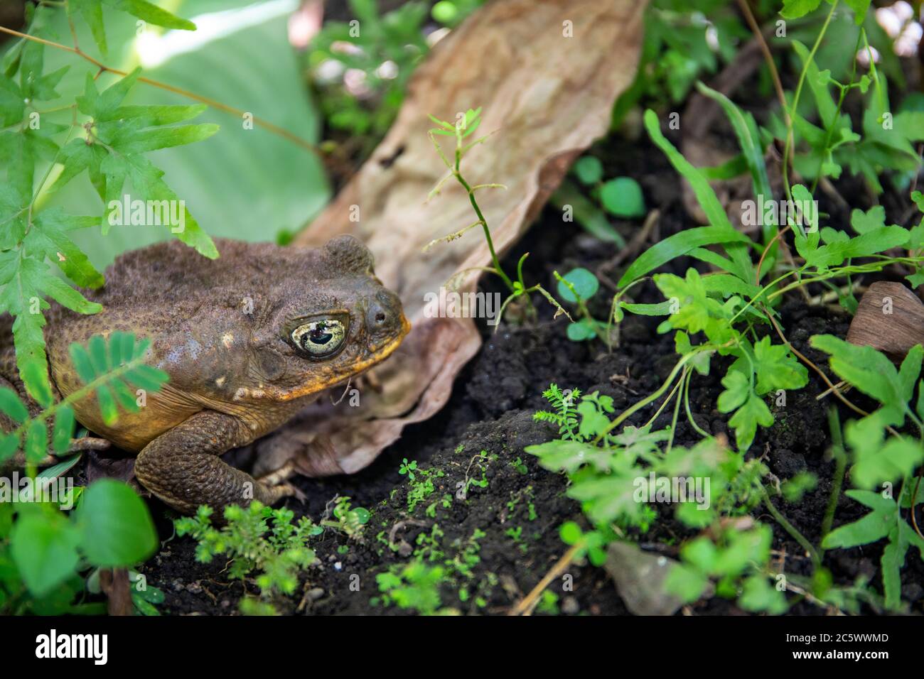 Tropical toad bright eye in green plants. Magic eye of tropical frog ...