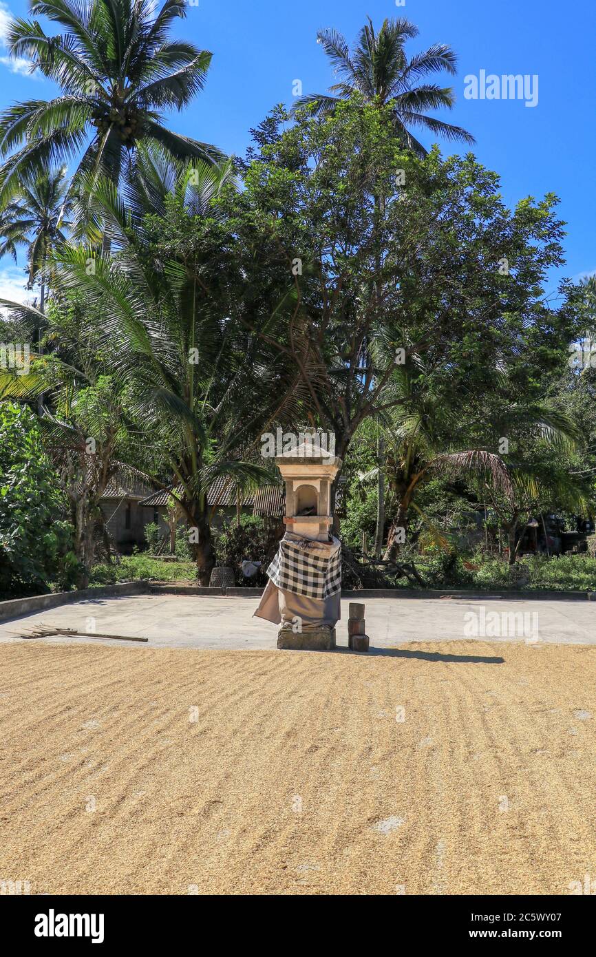 Drying Out Rice High Resolution Stock Photography and Images - Alamy