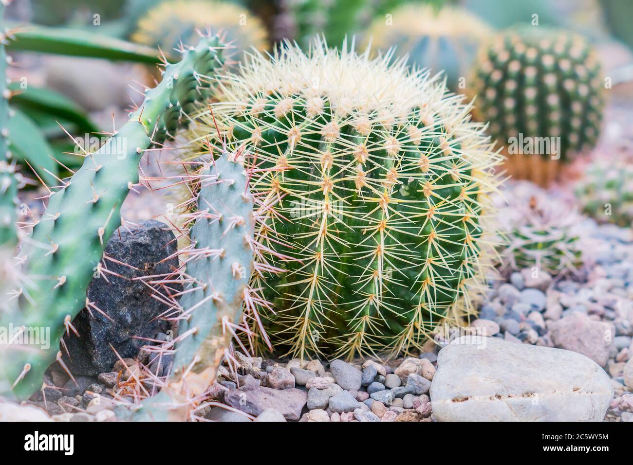 Ball shaped cactuse outdoors. Garden design Stock Photo - Alamy