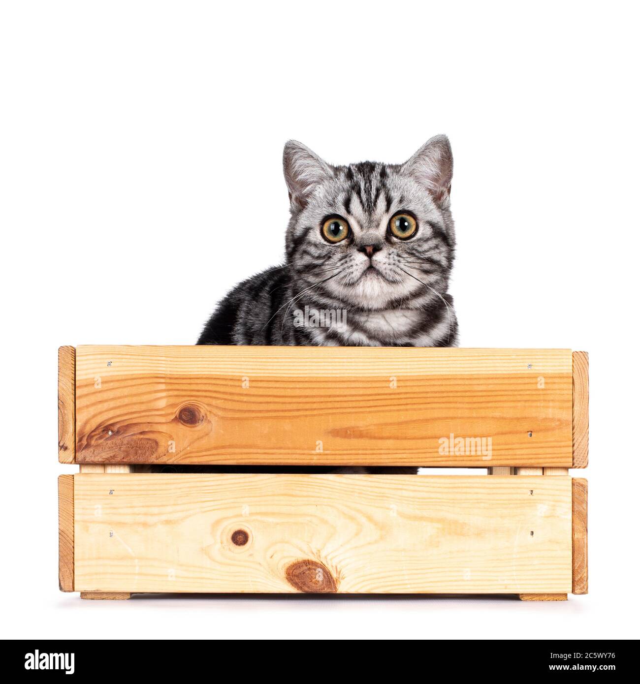 Young cat on wooden Cut Out Stock Images & Pictures - Alamy