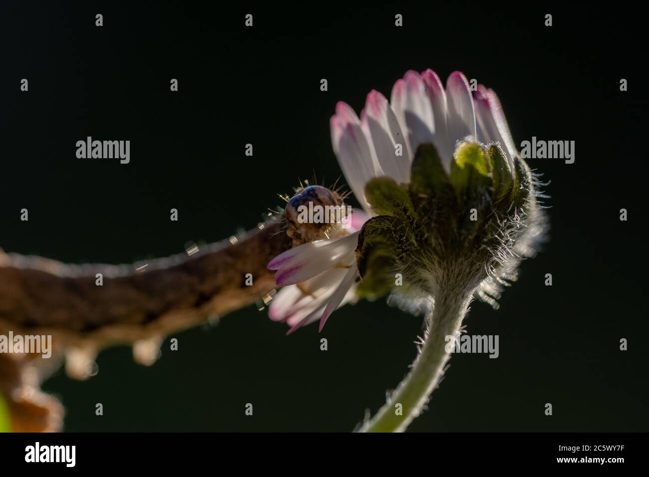 caterpillar on a daisy flower with black background Stock Photo - Alamy